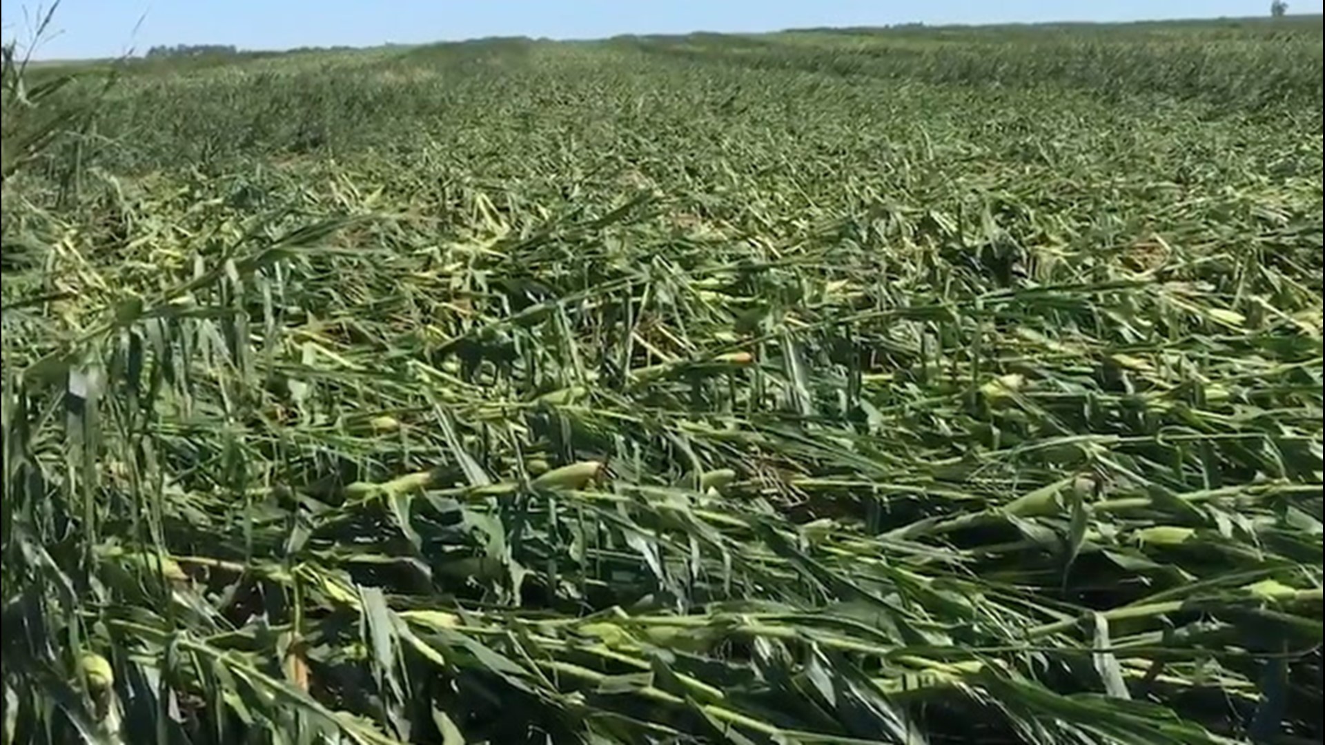 Powerful derecho flattens corn fields weeks before harvest | kare11.com