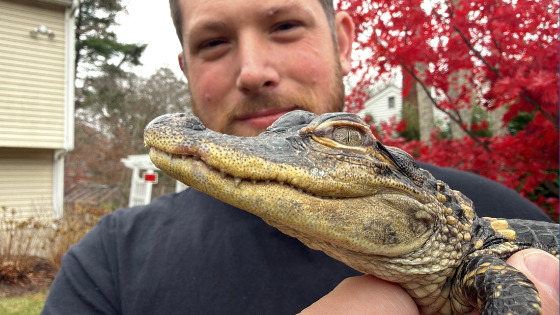 Small alligator rescued in Boston after slithering into the city's ...