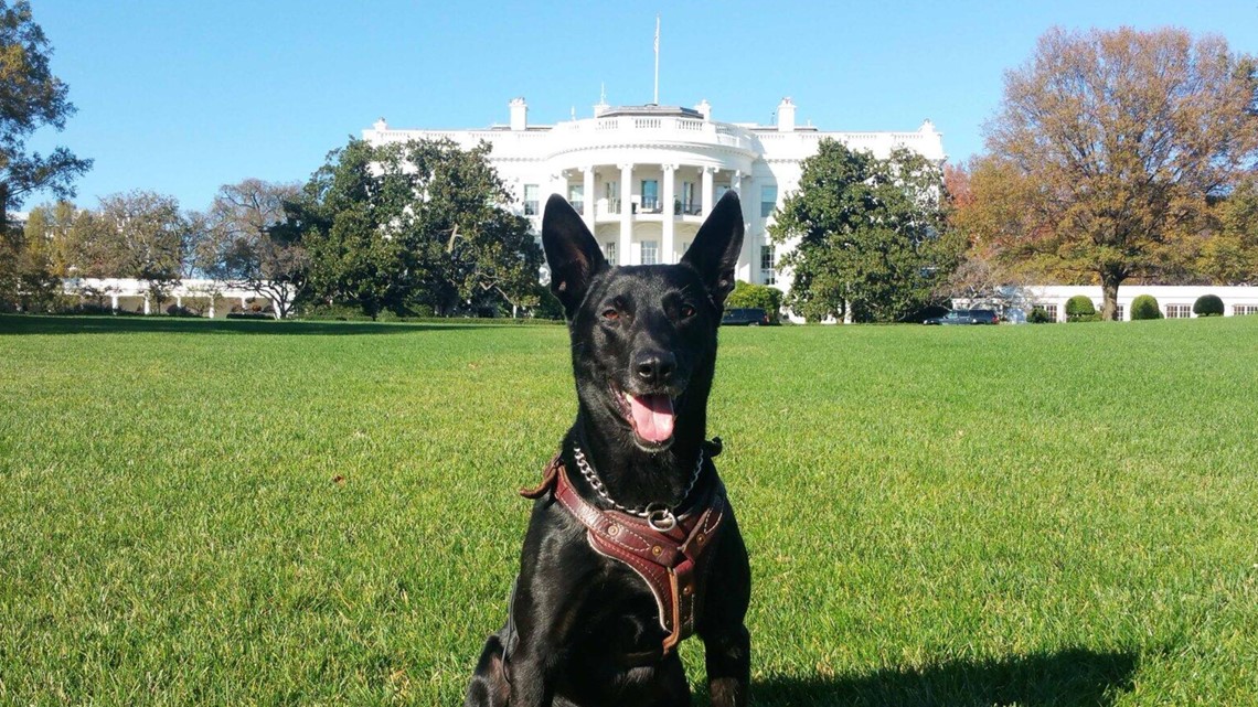 Secret Service hero dog wins UK award for stopping intruder | kare11.com