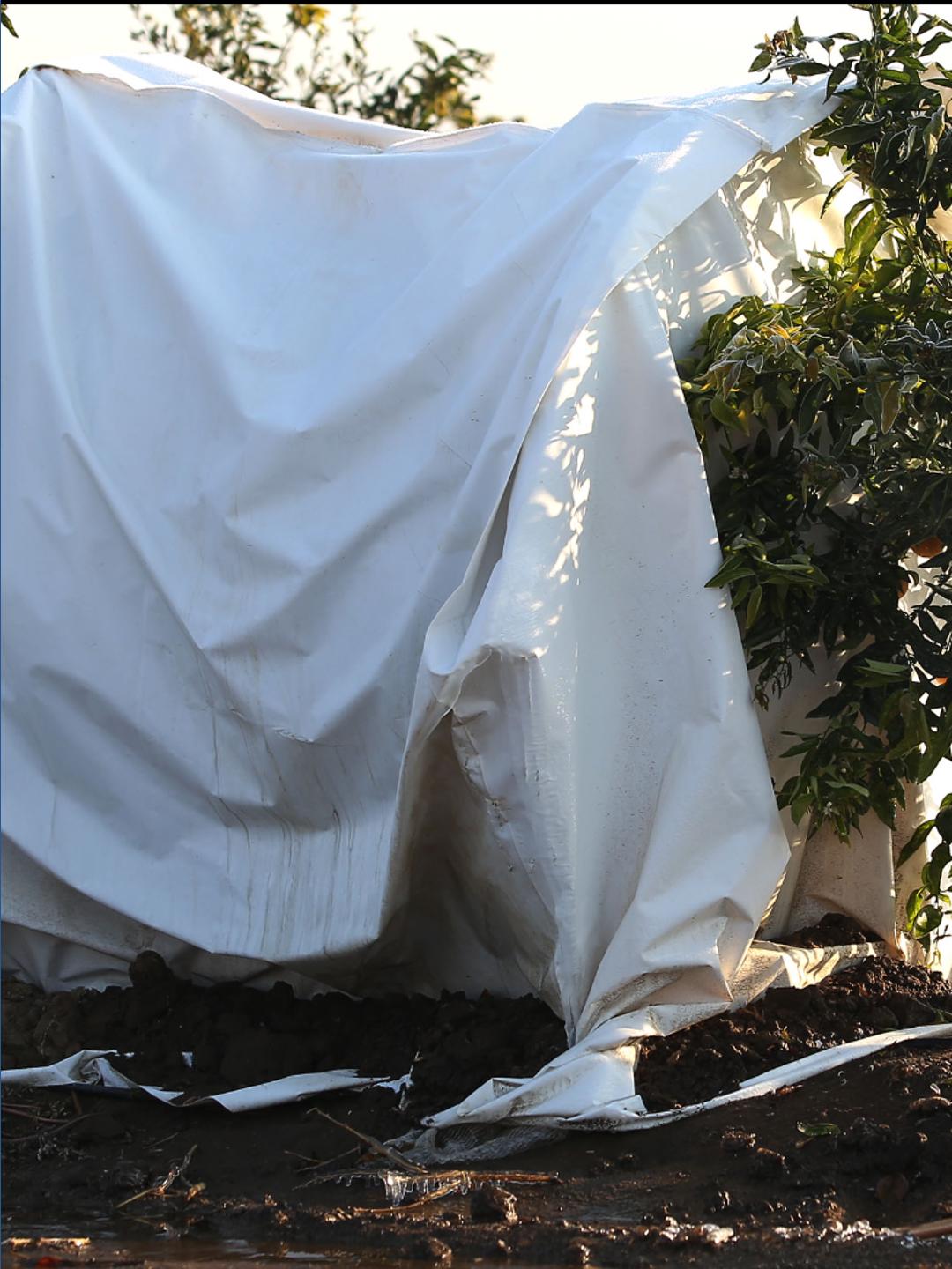 'We’re right on the fringe of possible damage' | Florida citrus farmers ...