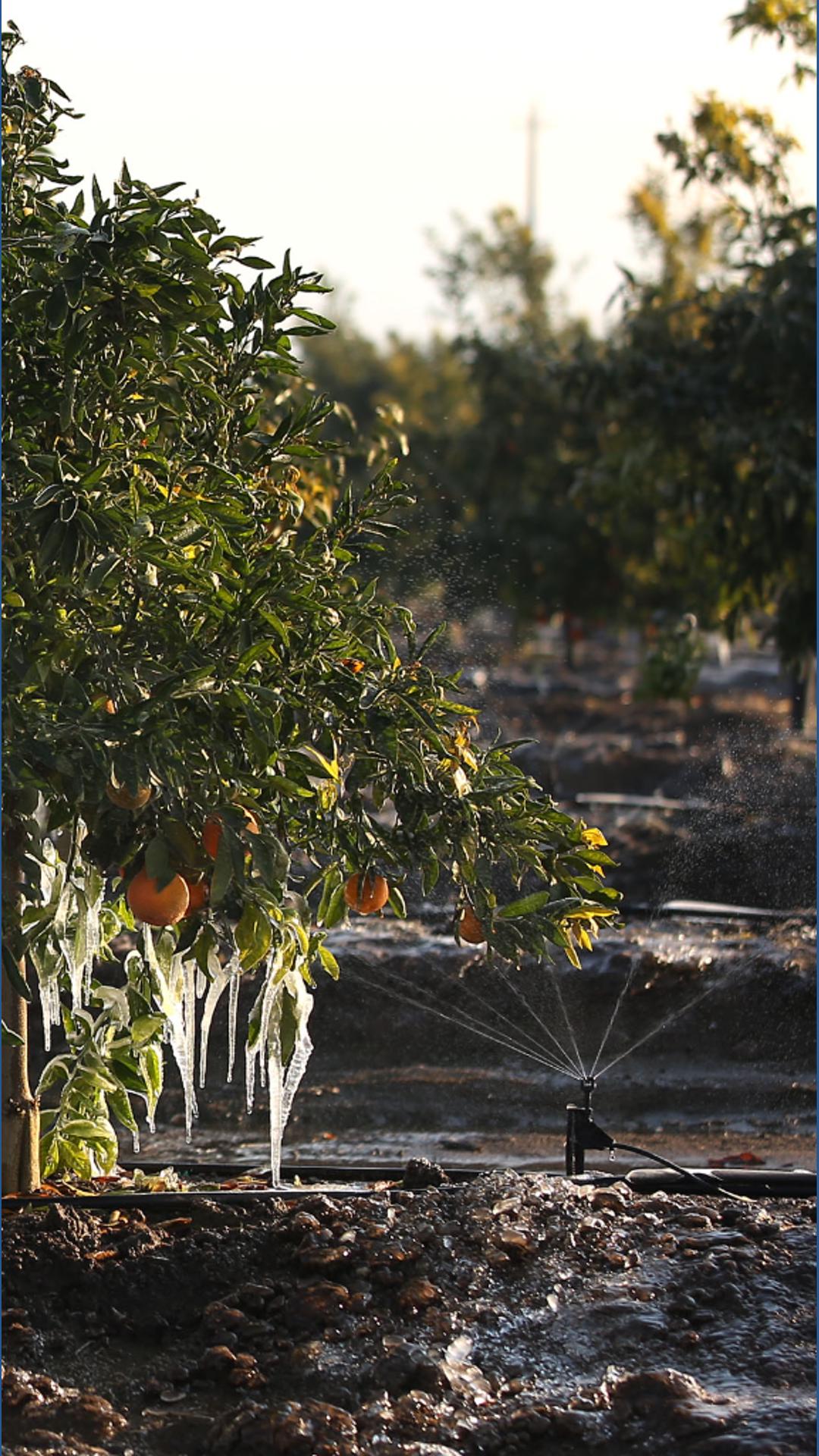 'We’re right on the fringe of possible damage' | Florida citrus farmers ...