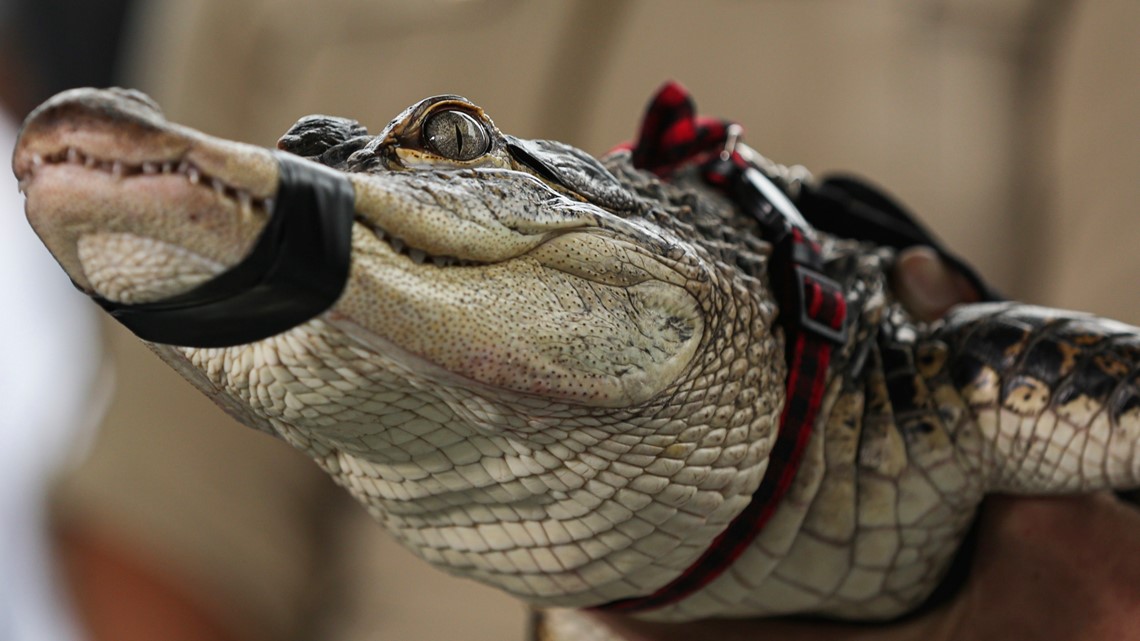 'Chance the Snapper' captured in Chicago lagoon by Florida expert | kare11.com