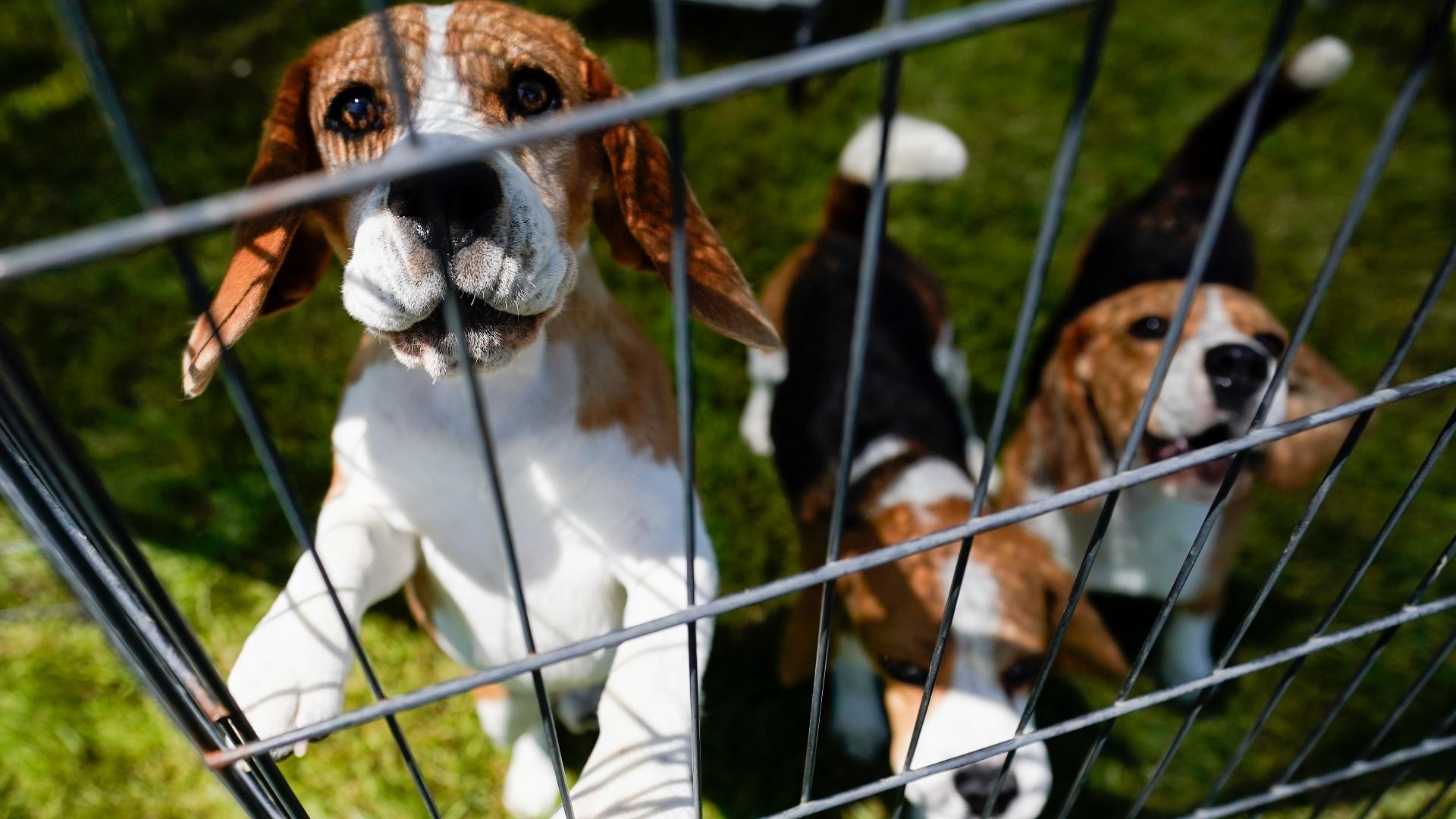 American Kennel Club reveals 10 most popular dog breeds in US | kare11.com