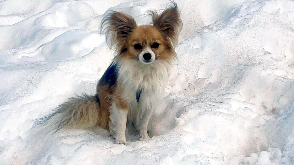 Chihuahua helps rescuers save owner on Swiss glacier | kare11.com