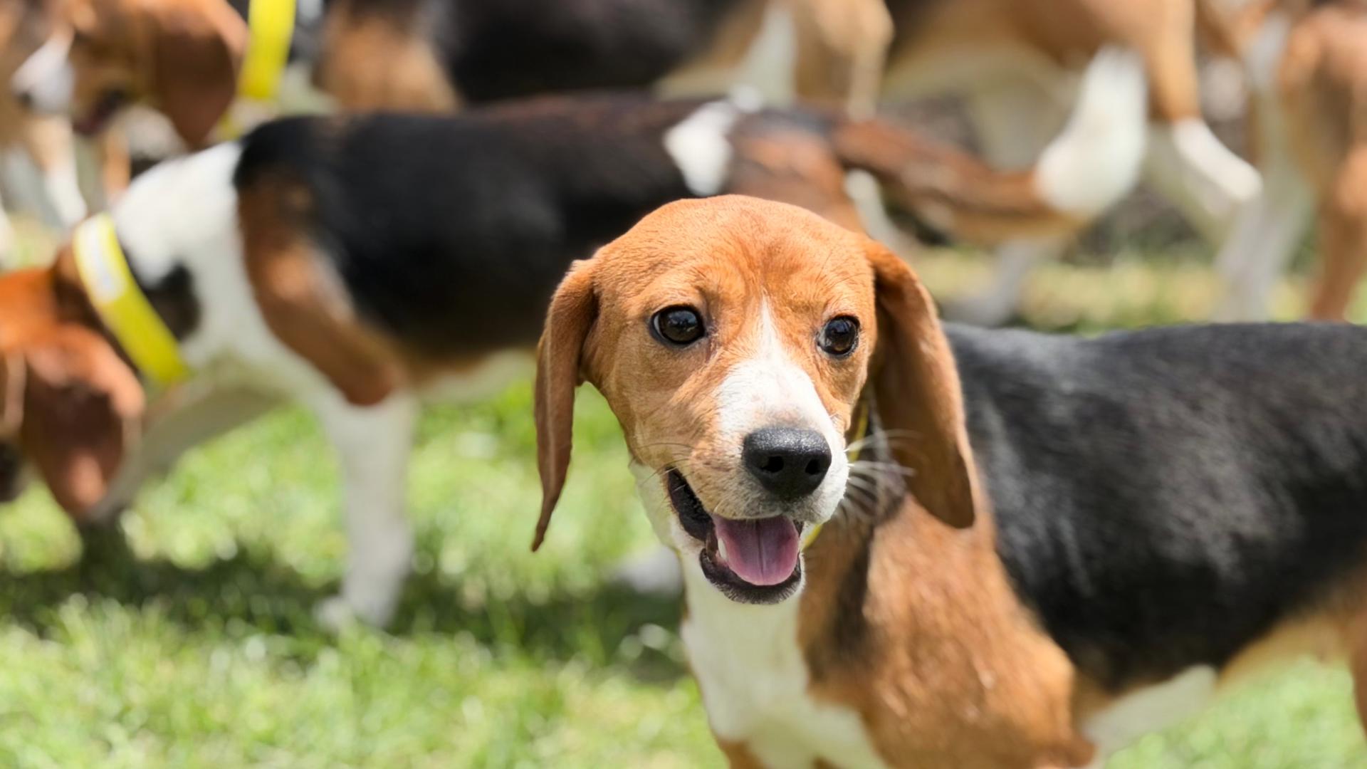 Beagle research facility that drew protests is closing as rescue group ...
