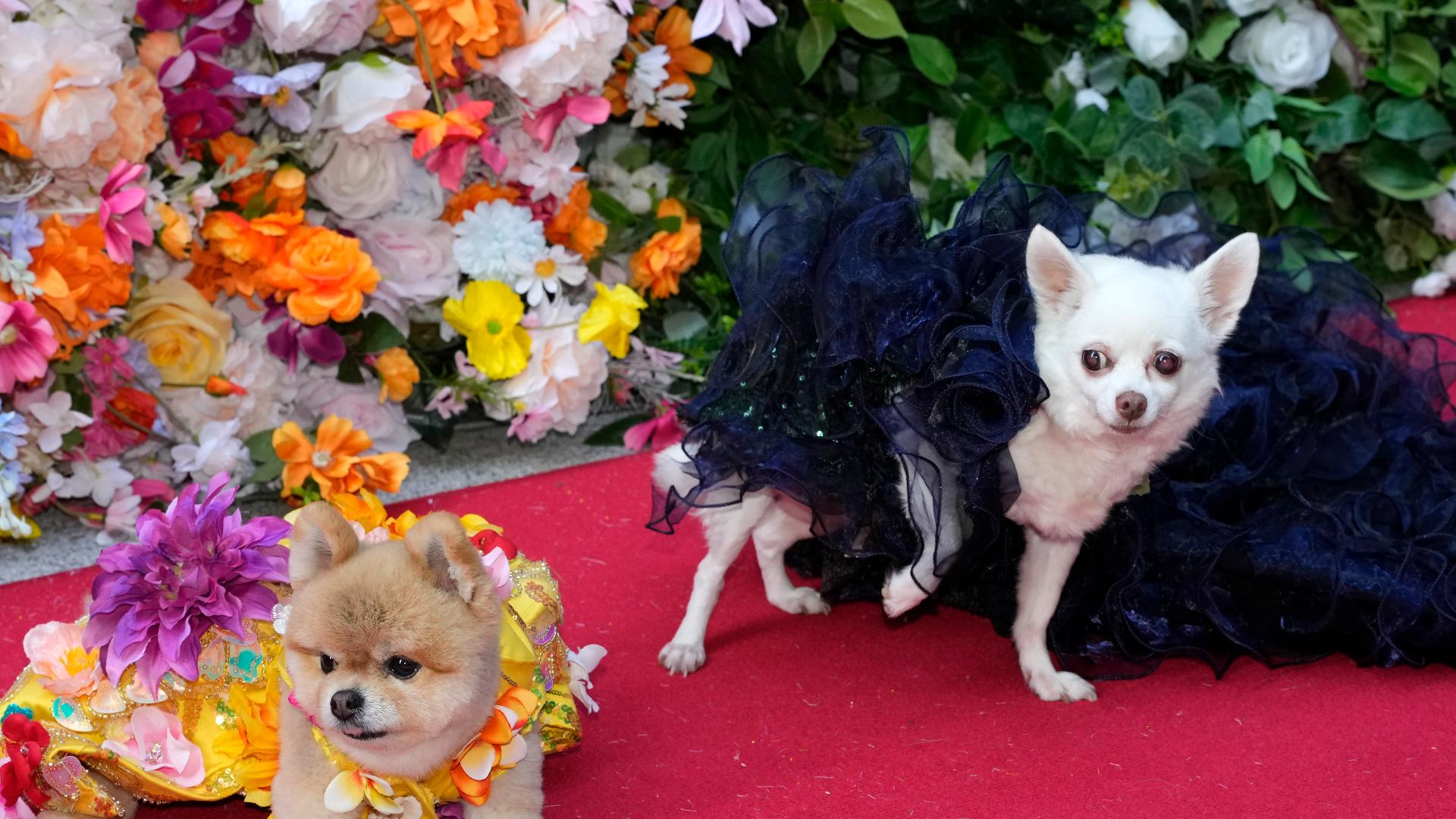 Canines wear couture at American Kennel Club Pet Gala | kare11.com