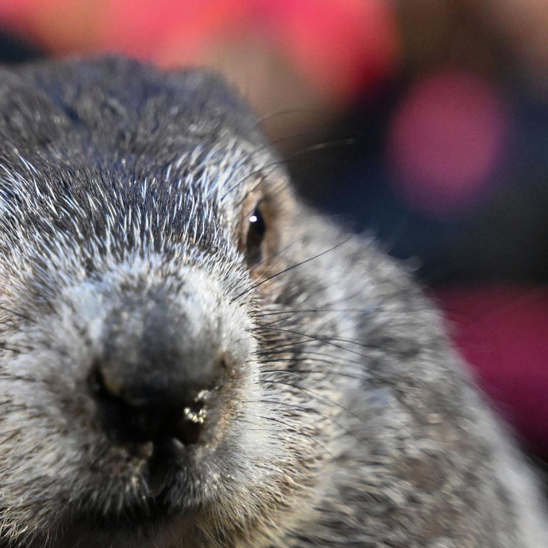Groundhog Day 2026: Did Punxsutawney Phil see his shadow? | kare11.com