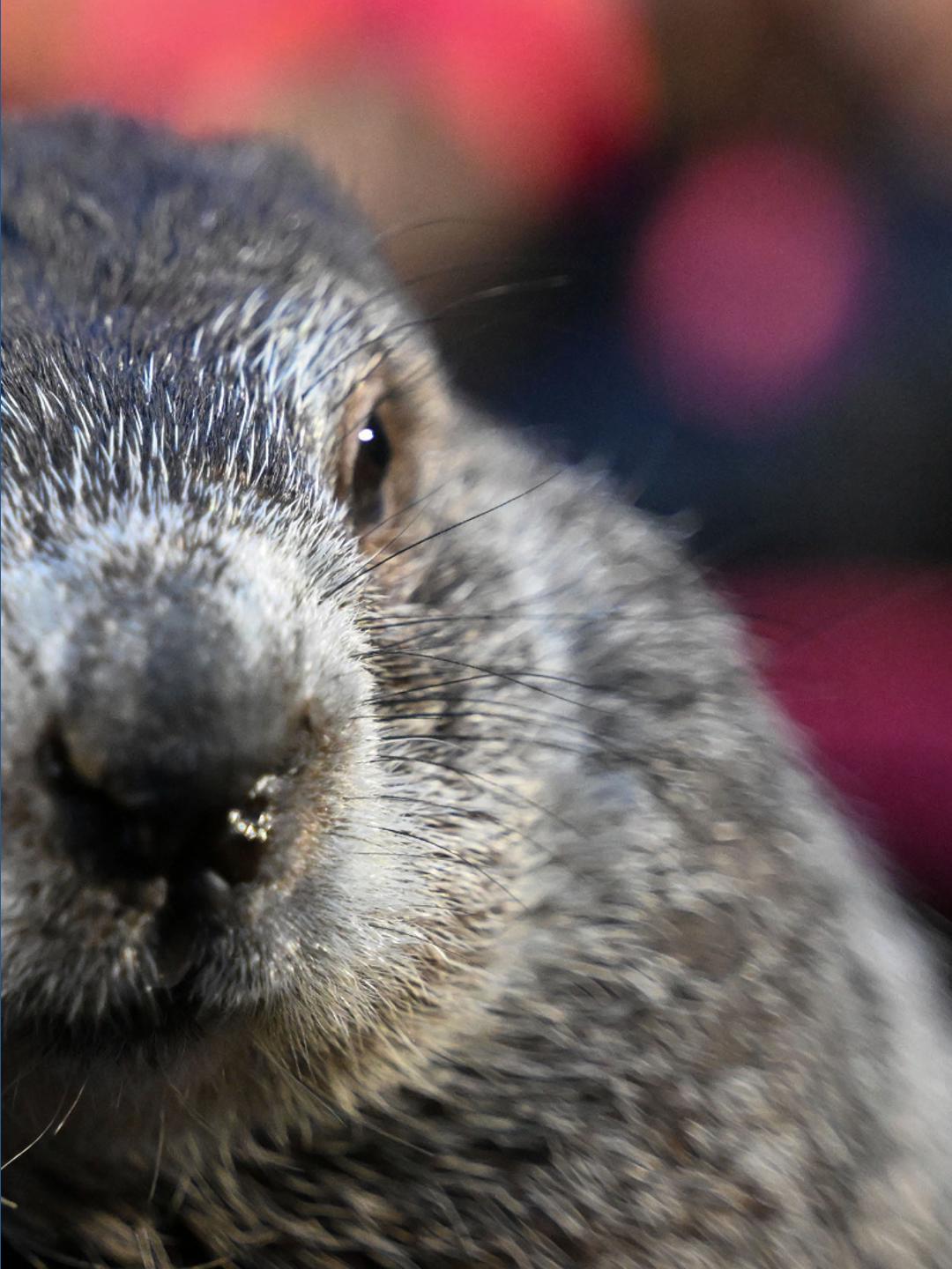 Groundhog Day 2026: Did Punxsutawney Phil see his shadow? | kare11.com