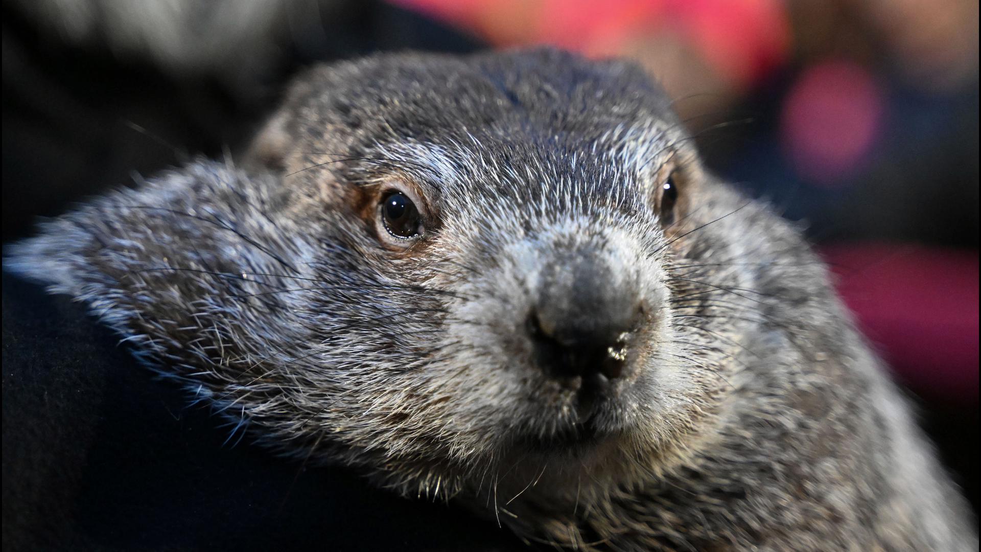 Groundhog Day 2026: Did Punxsutawney Phil see his shadow? | kare11.com