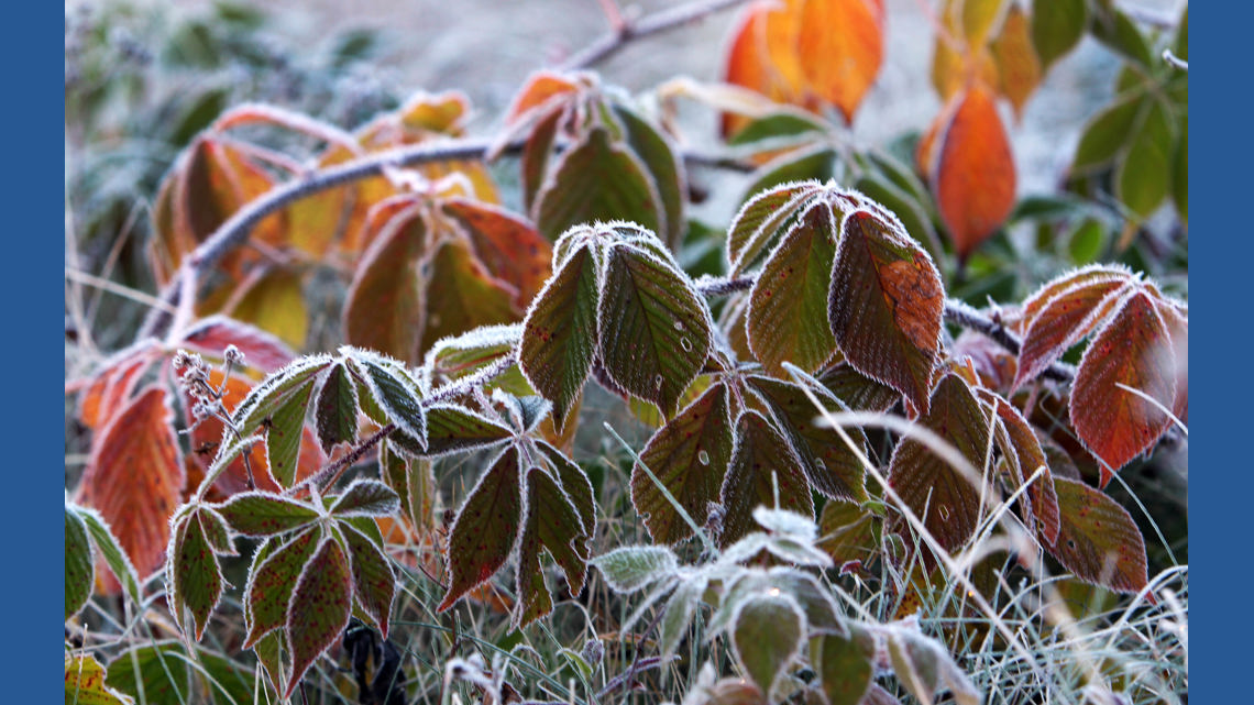 Fall is losing its chill | kare11.com
