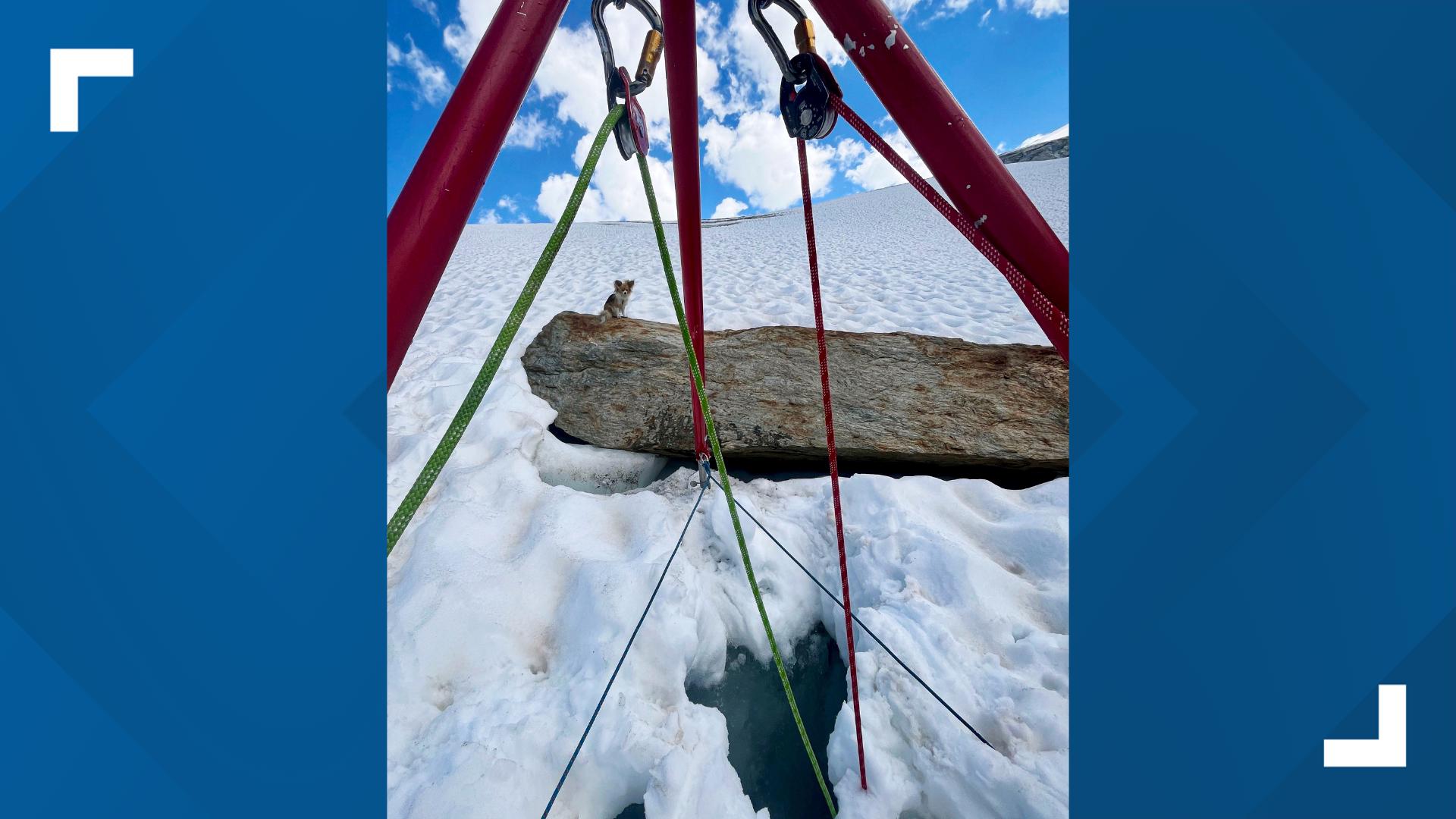Chihuahua helps rescuers save owner on Swiss glacier | kare11.com