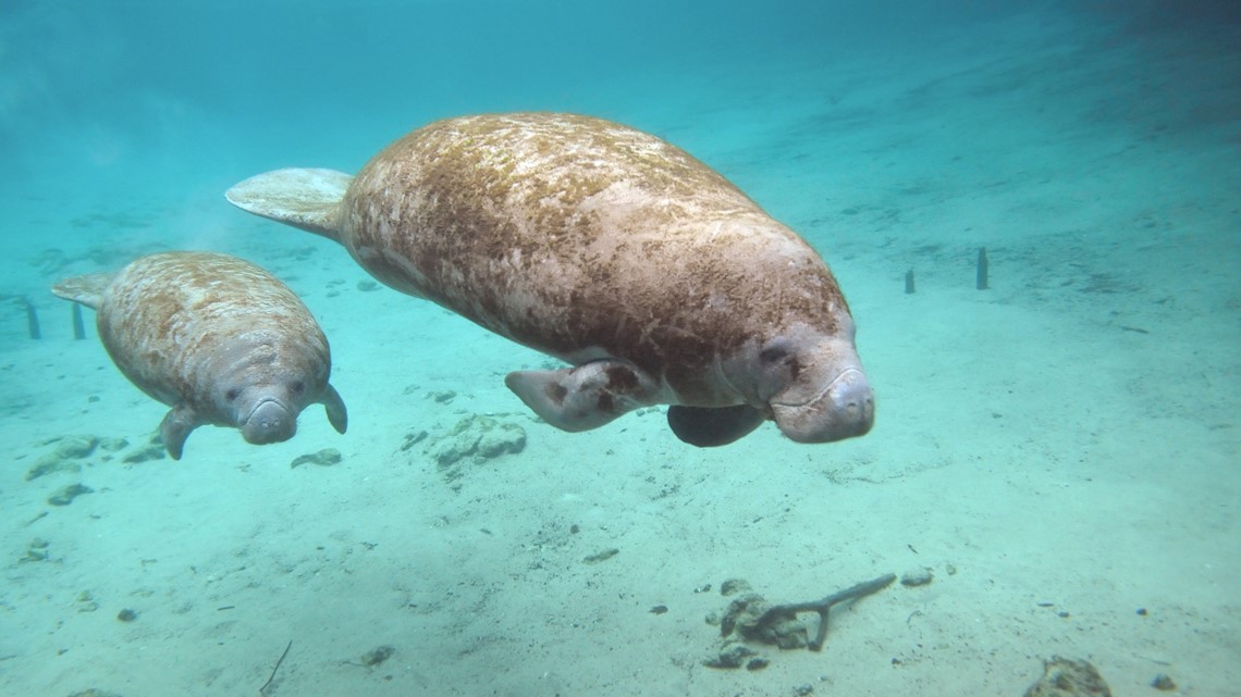 Florida manatee feeding program gives endangered mammals lettuce ...