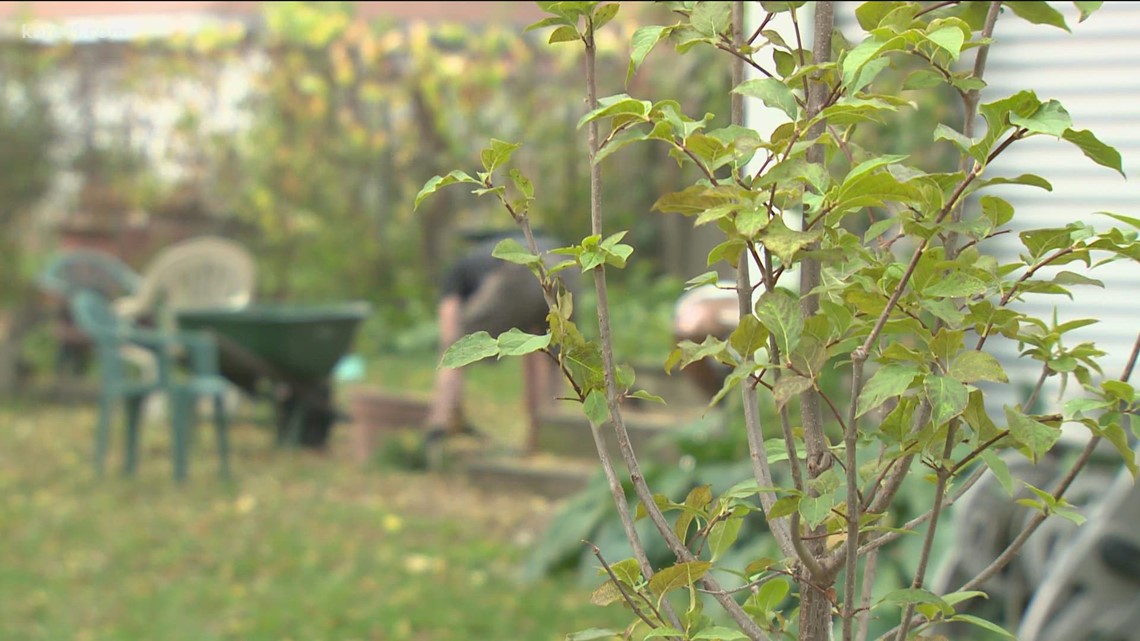Volunteers plant more trees to tackle extreme heat disparities in ...