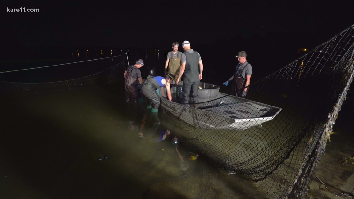 Invasive carp removal is a thing and the video is really cool | kare11.com