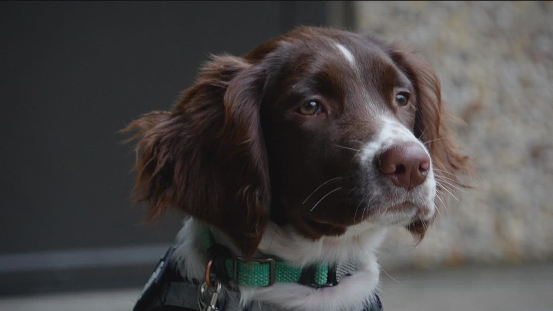 Meet the new Hennepin EMS therapy dog | kare11.com