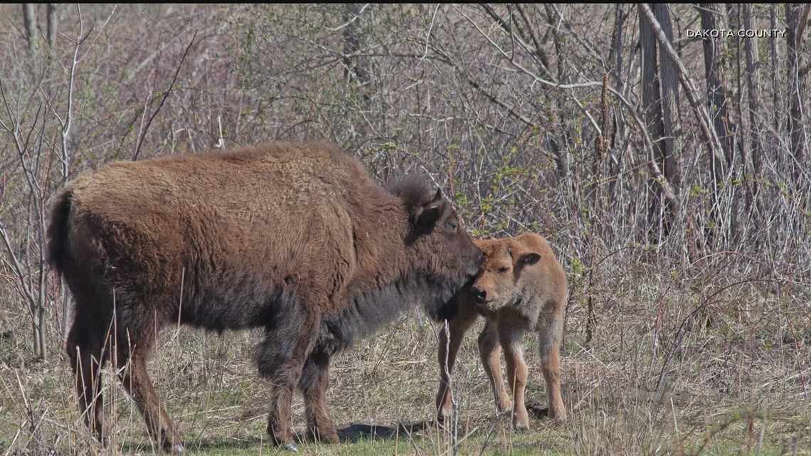 Dakota County's bison herd is growing | kare11.com