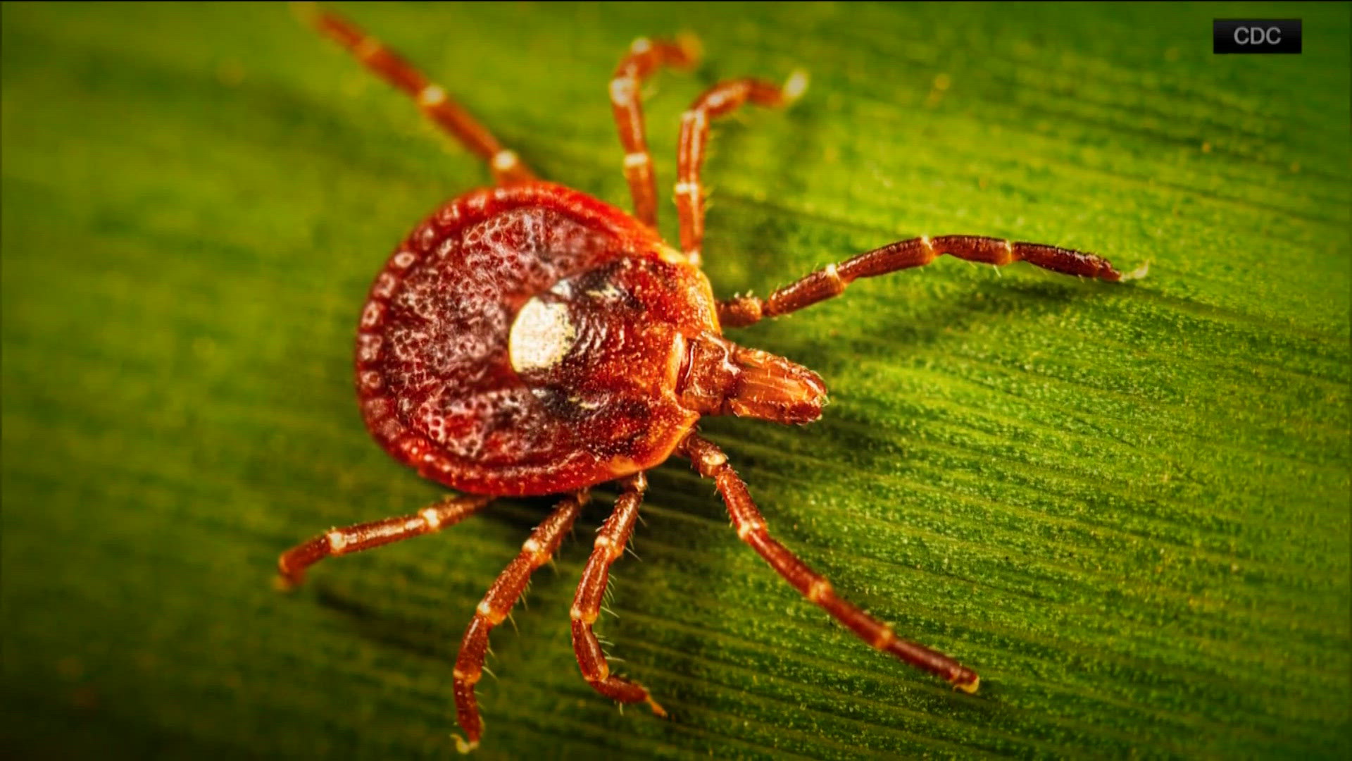 Mosquitos and ticks this Memorial Day weekend, one will be lower than ...
