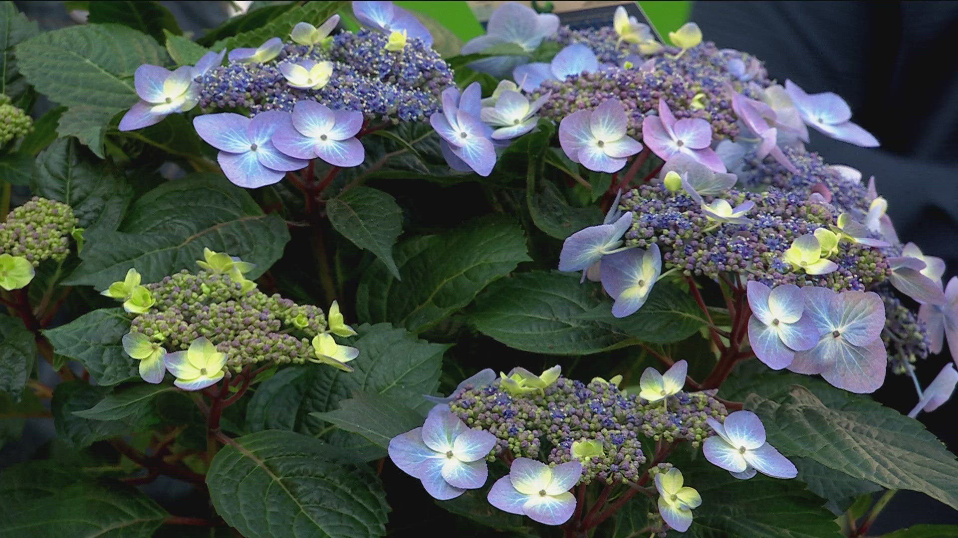 Ryan McEnaney previews new hydrangeas on KARE 11 Saturday | kare11.com