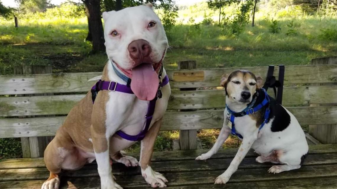 Photos: National Rescue Dog Day | kare11.com