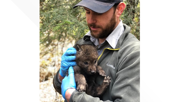 That's So Minnesota Episode 3: Voyagers Wolf Project | kare11.com