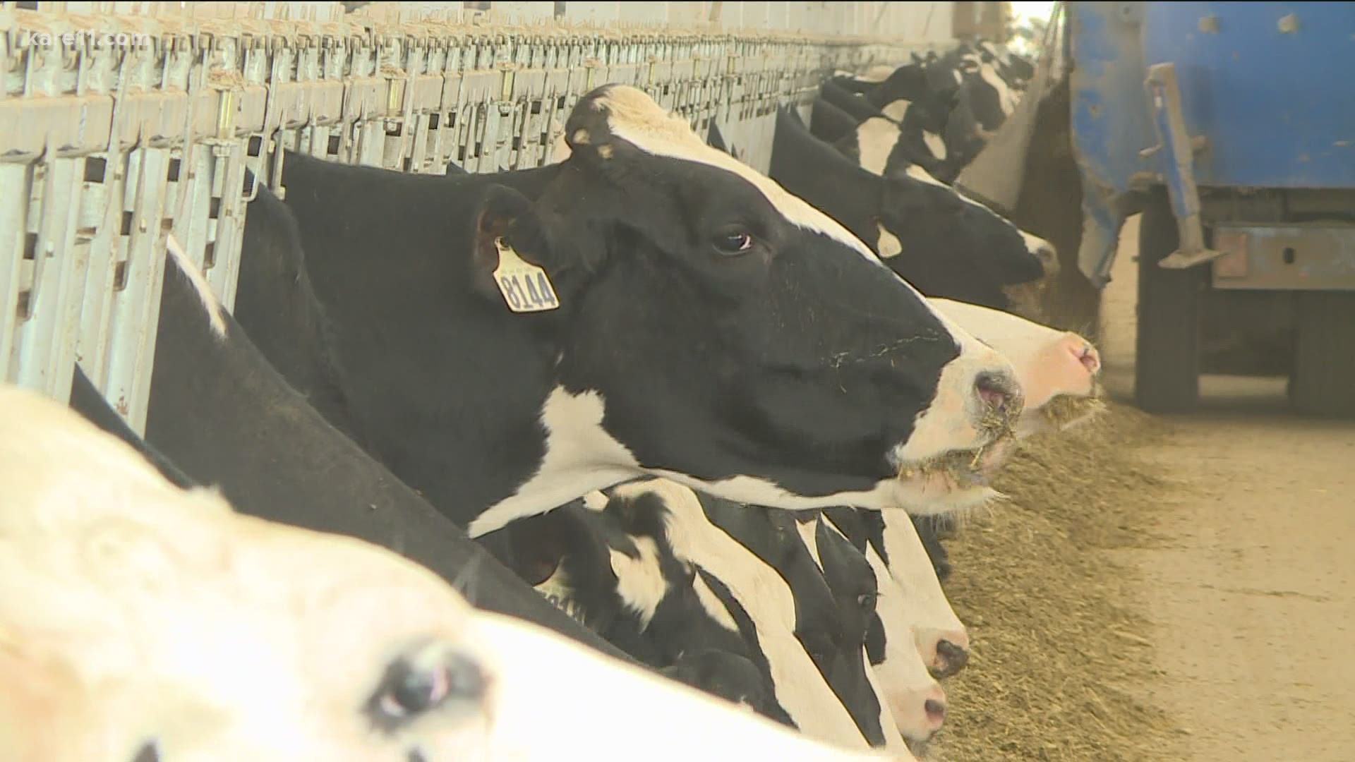 Wisconsin farm utilizes the latest in dairy technology | kare11.com