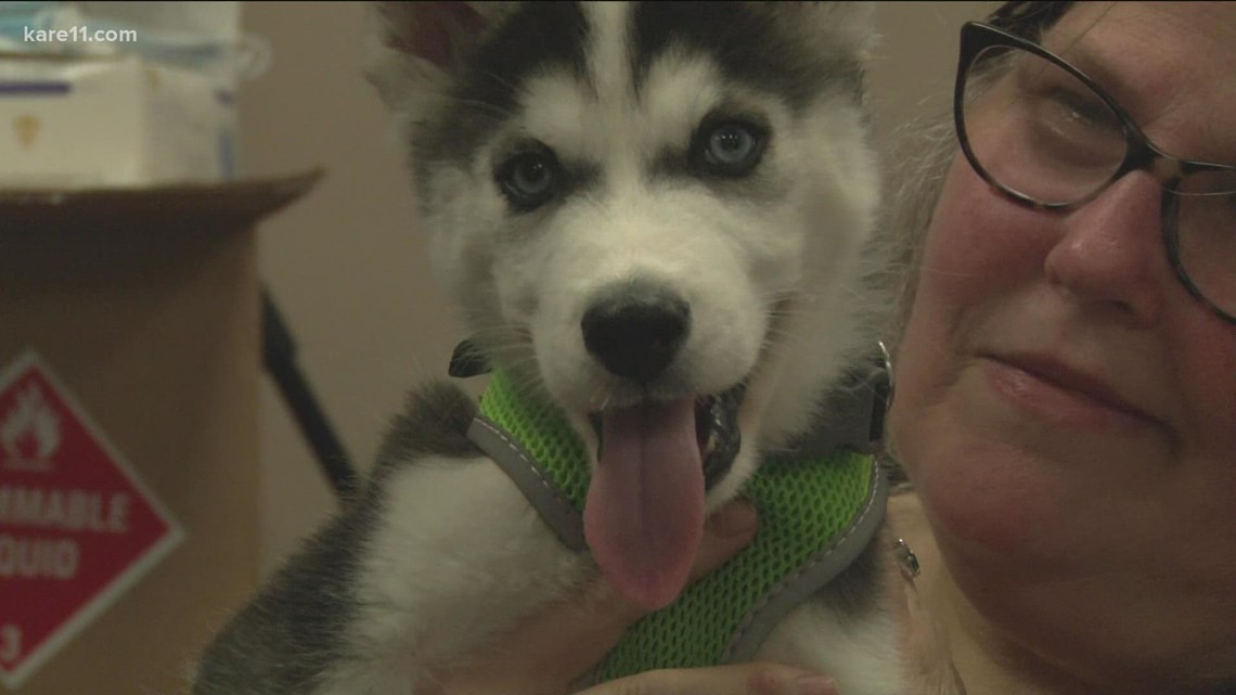 Minnesota rescue sees drop in pet adoptions, more pet returns | kare11.com