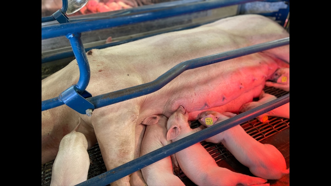 PHOTOS: Minnesota State Fair animals | kare11.com