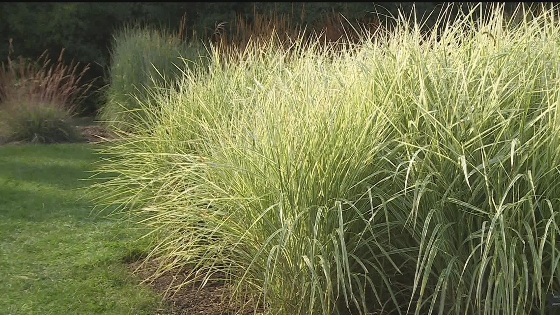 Grow with KARE: Celebrating the Arb's grass collection | kare11.com