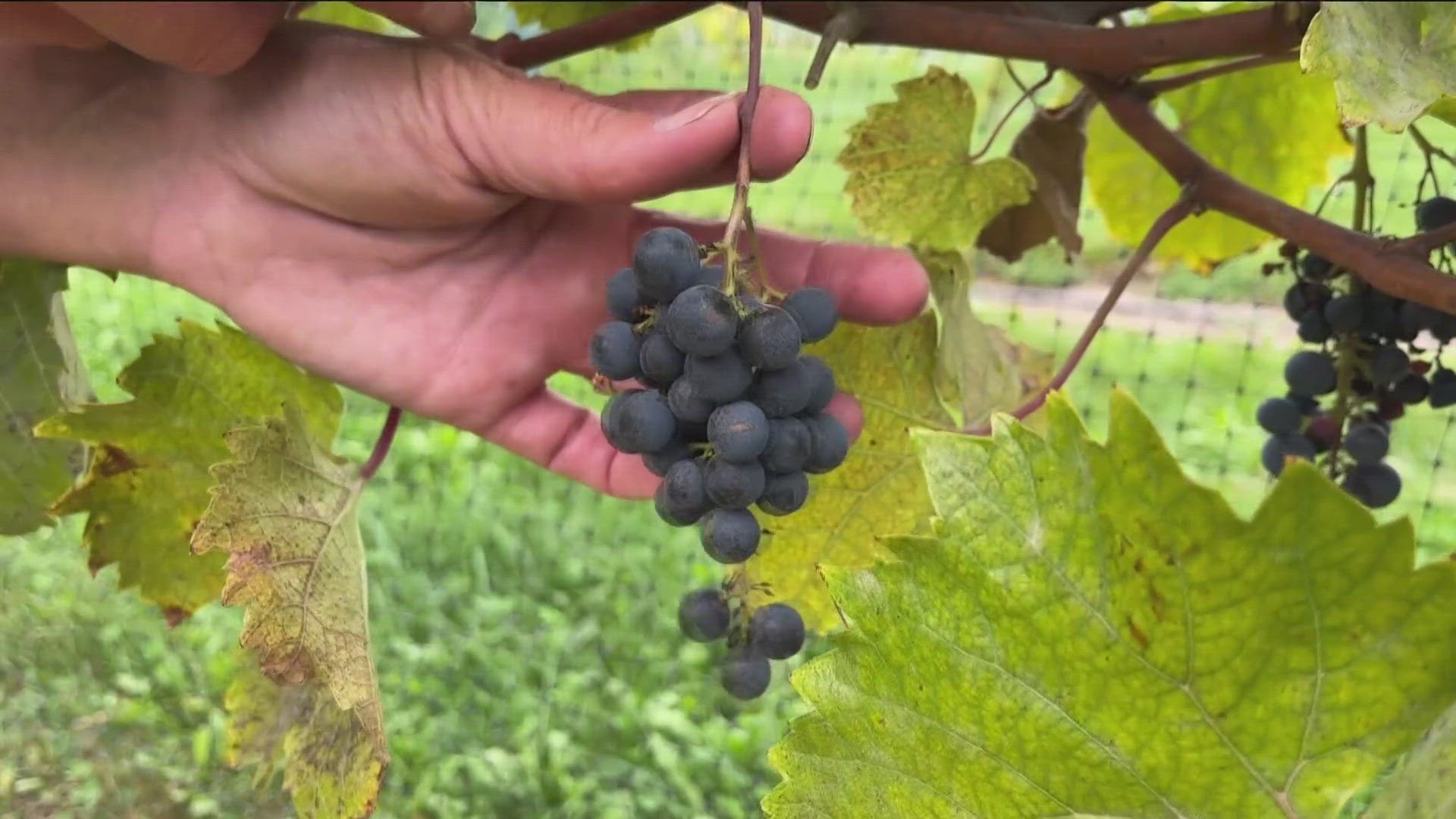 It's grape harvest time at the Minnesota Landscape Arboretum | kare11.com