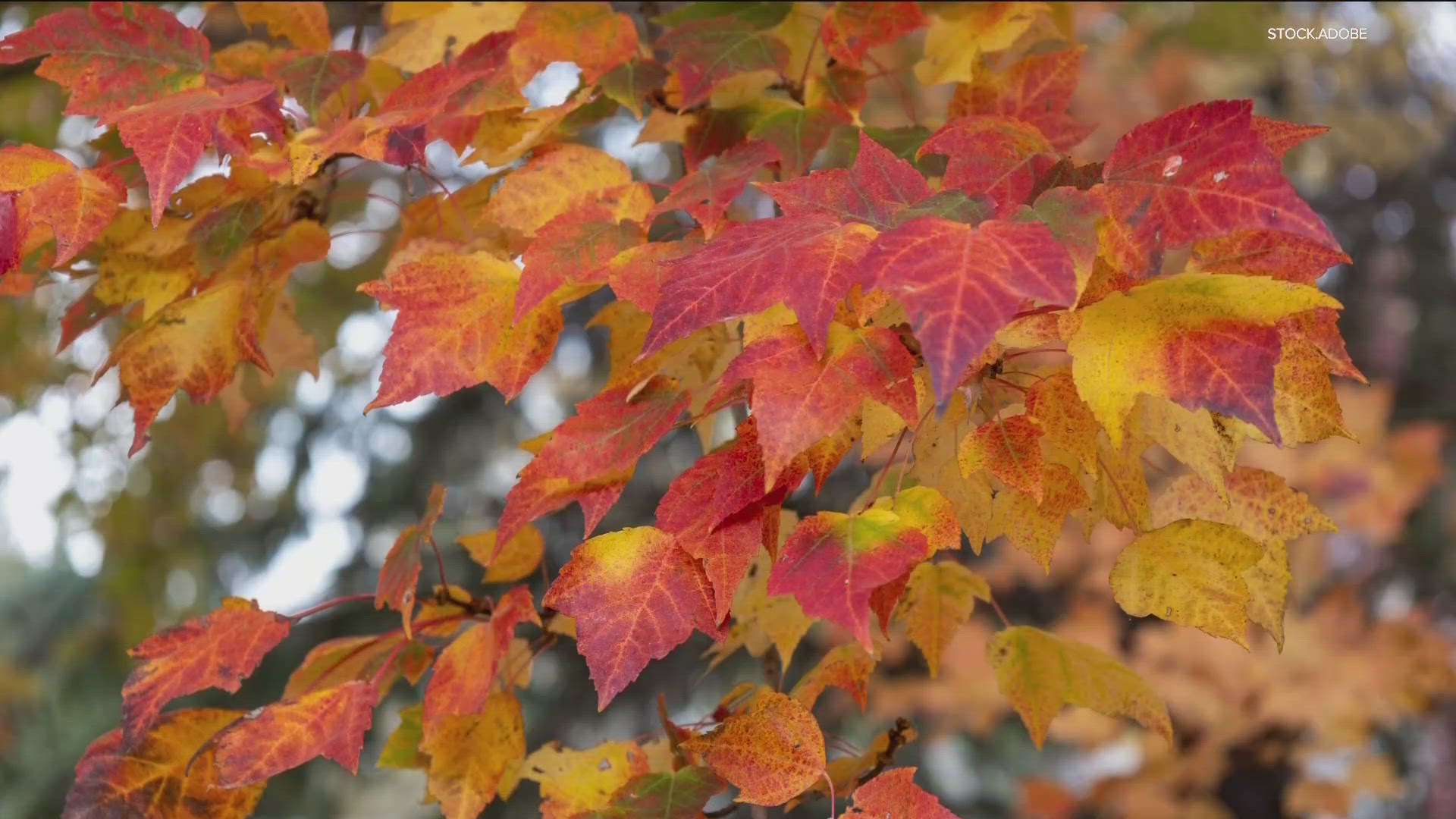Grow with KARE: Maple trees by fall color | kare11.com