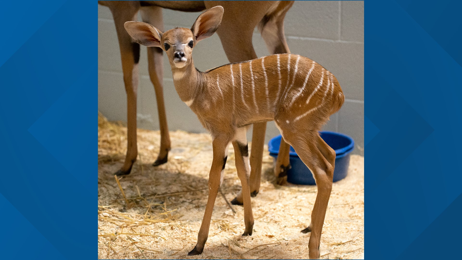Cuteness overload! Como Park Zoo welcomes in a newborn antelope ...