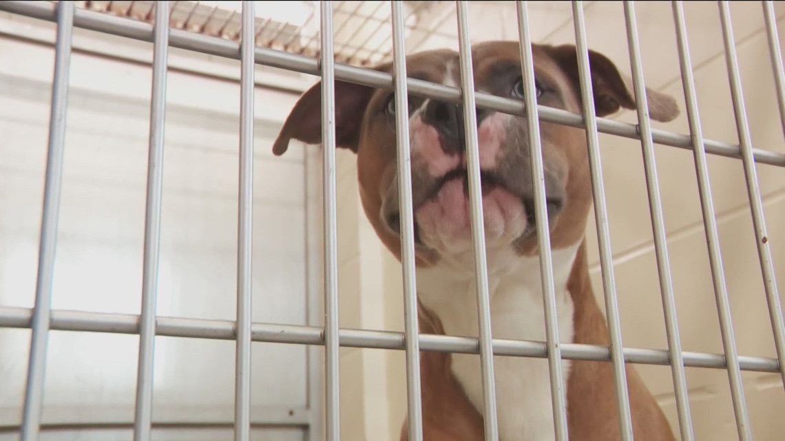 'You get a puppy and you get a puppy!' | kare11.com