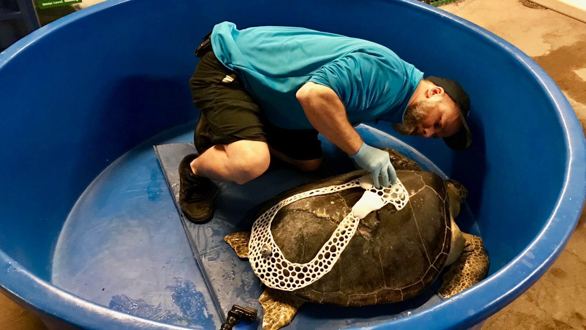 Thanks to U of M, gaseous sea turtle can dive again | kare11.com