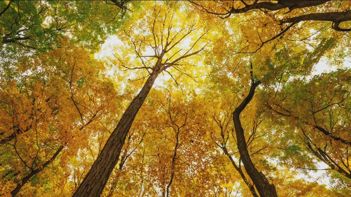 2024 Fall colors forecast for Minnesota | kare11.com