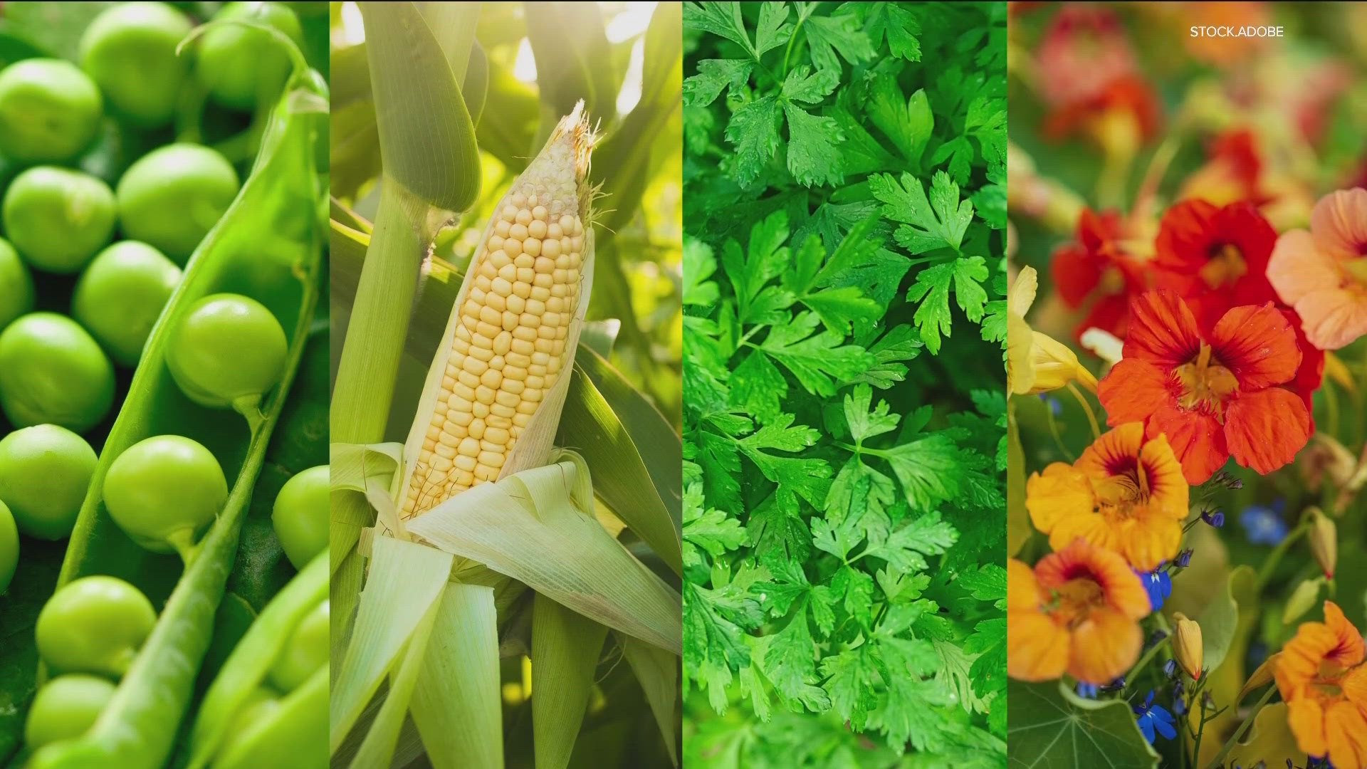 Grow with KARE: Seed soaking & scarification cheat sheet | kare11.com