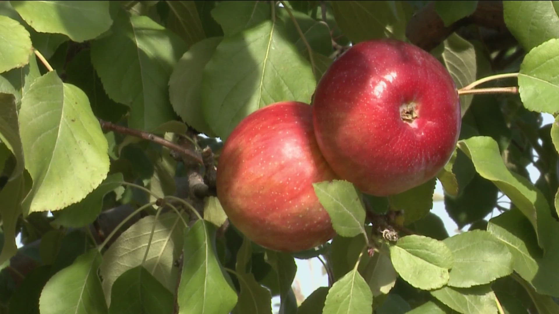 Grow with KARE | kare11.com | kare11.com