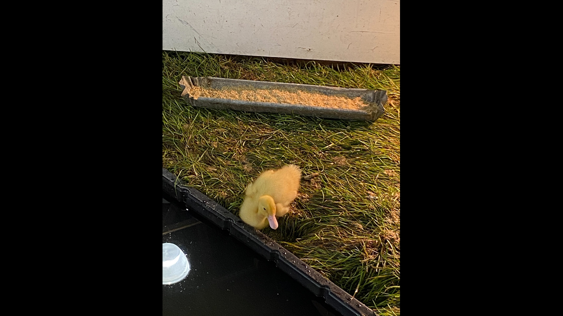 PHOTOS: Minnesota State Fair animals | kare11.com