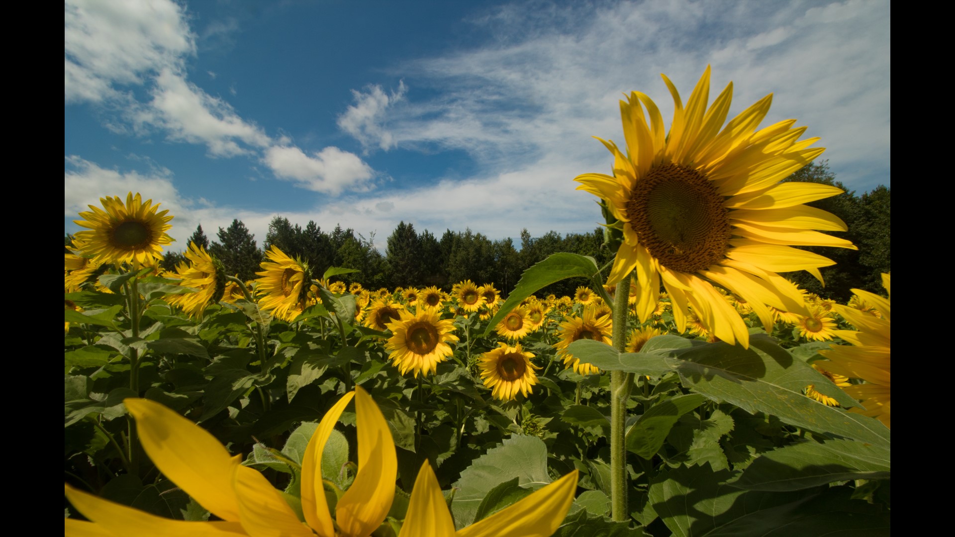 That's So Minnesota: Sunflower Farm | kare11.com