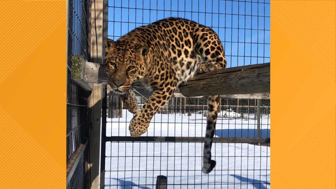Safari North Wildlife Park in Brainerd adds new attractions | kare11.com