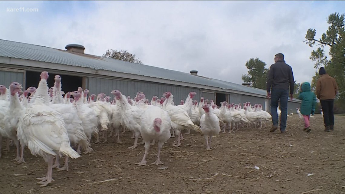 Many give thanks to Minnesota for producing the most turkeys | kare11.com