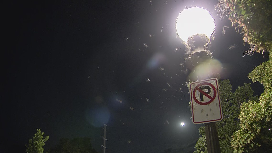 Big bug die-off turns off the lights on some Mississippi bridges ...
