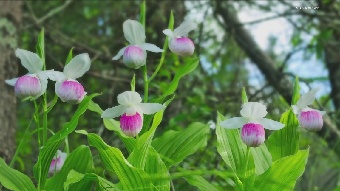 Grow with KARE | Minnesota's native orchids | kare11.com