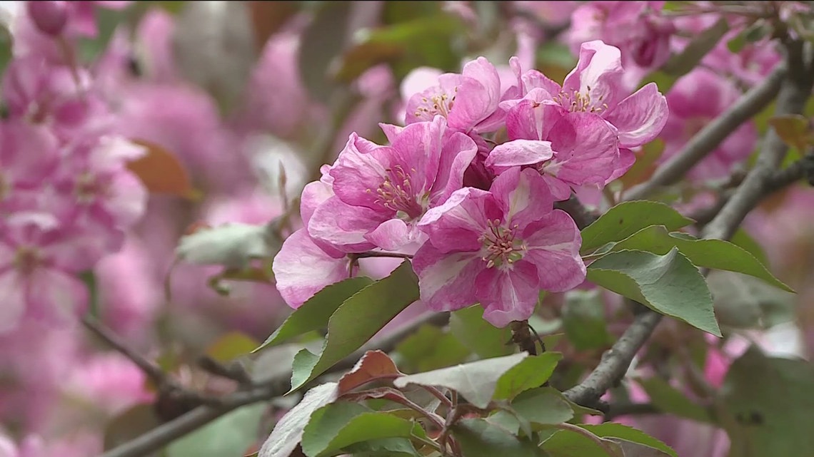 Top blooming trees to transform your yard this spring | kare11.com