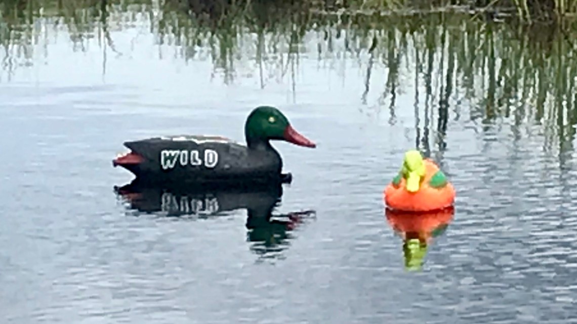 Ditch Ducks become a Highway 65 phenomenon | kare11.com