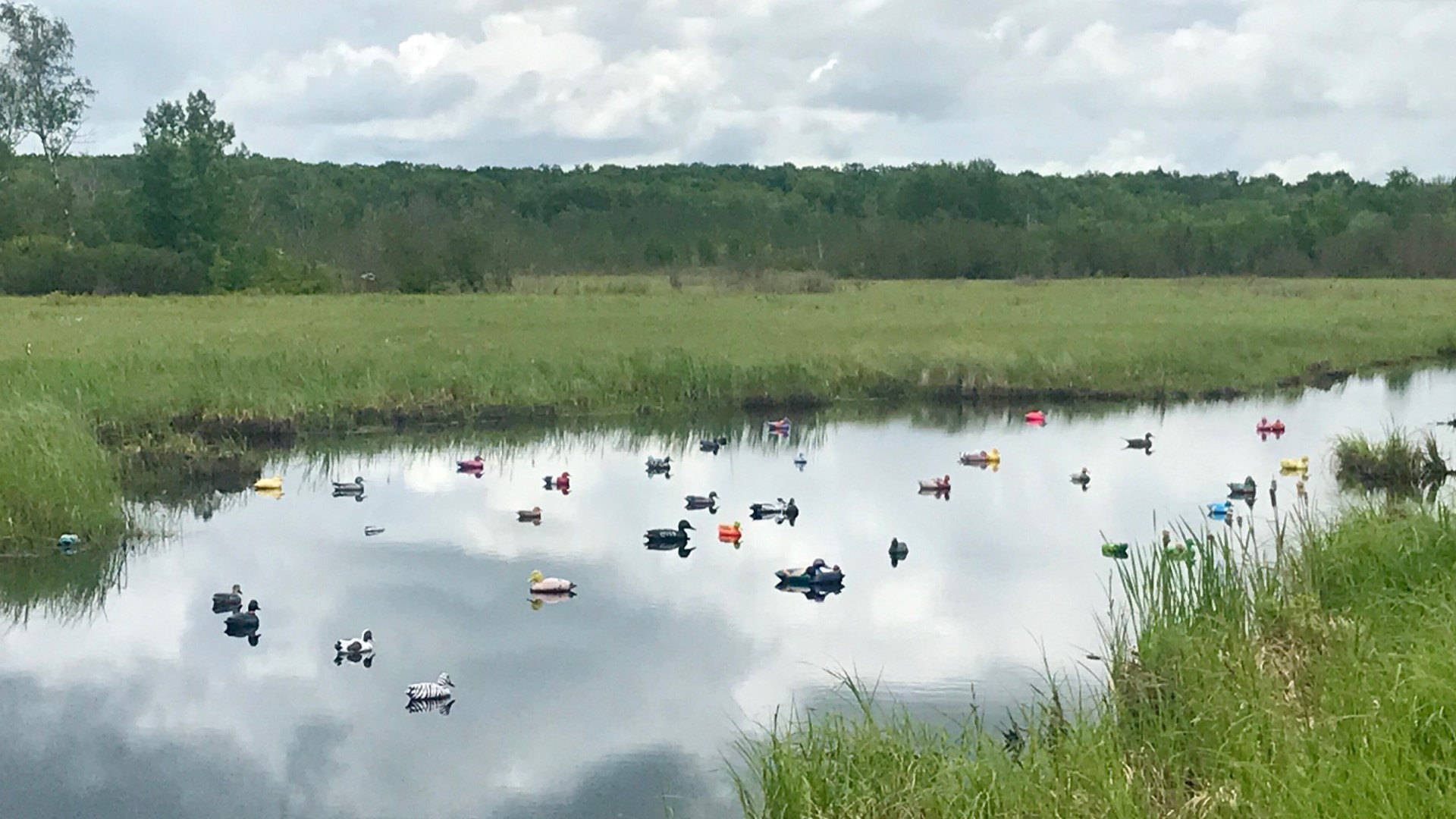 Ditch Ducks become a Highway 65 phenomenon | kare11.com