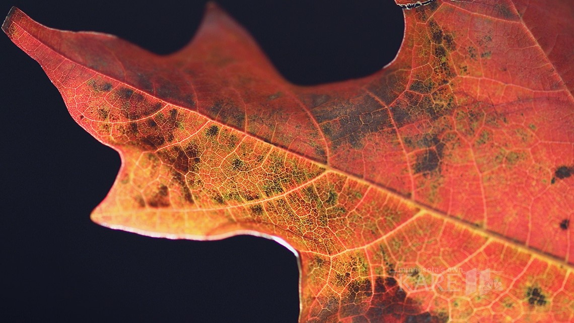 Grow with KARE | Trees changing color early | kare11.com