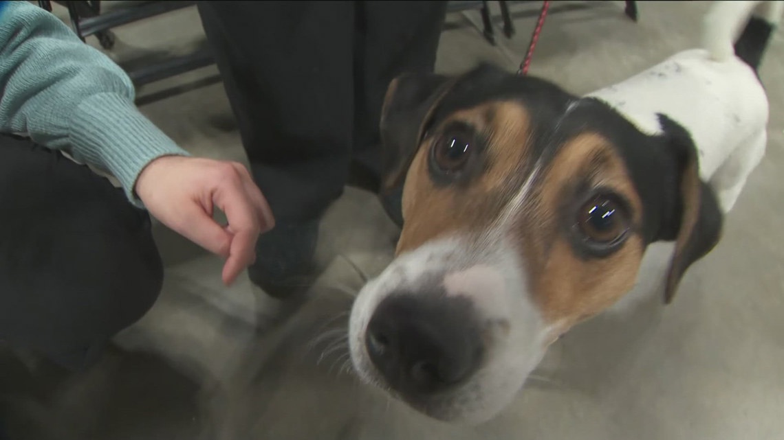 Who will be the top dog? Land O'Lakes Kennel Club Dog Show underway ...