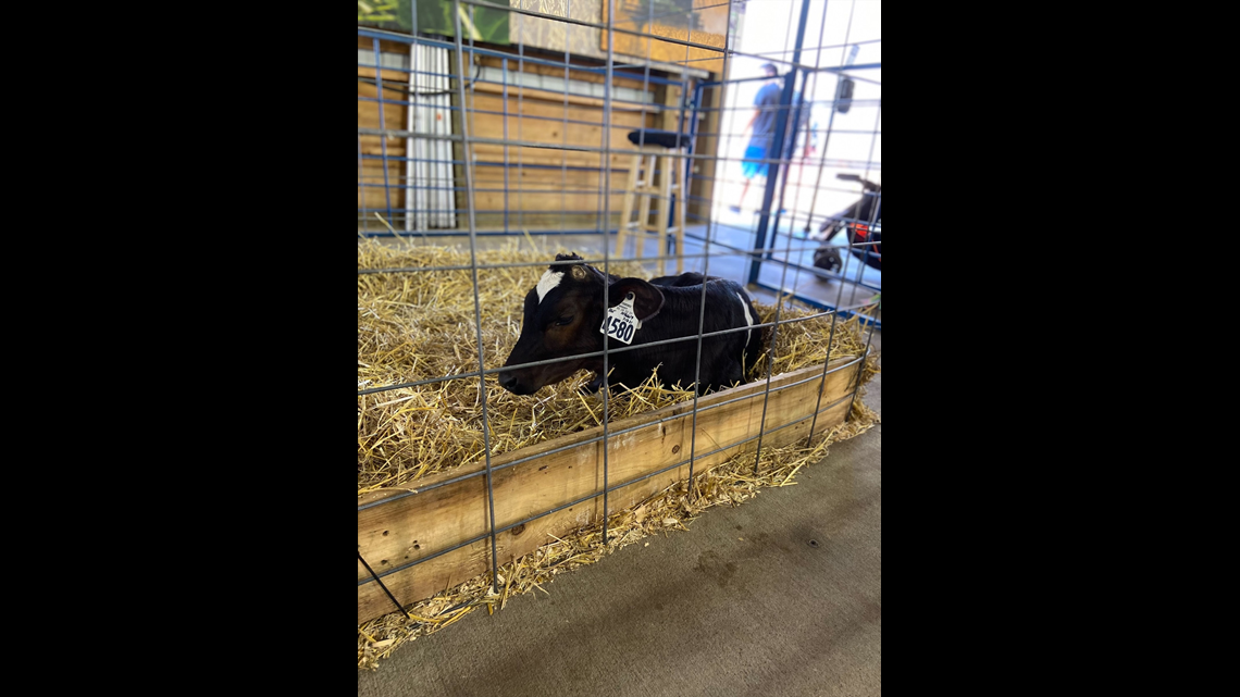 PHOTOS: Minnesota State Fair animals | kare11.com
