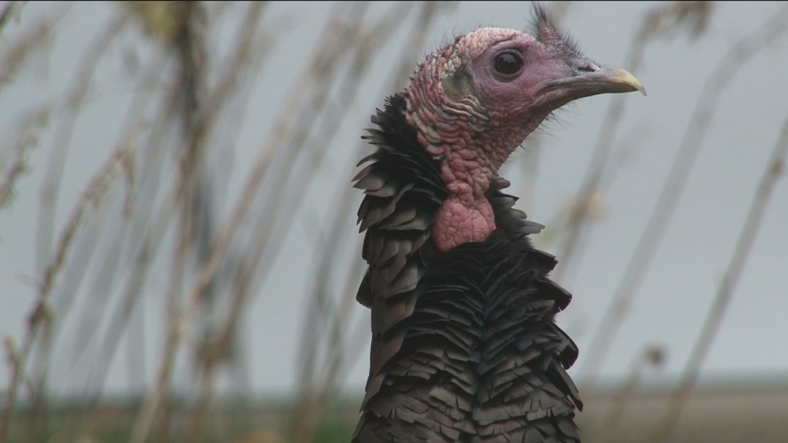 Why do wild turkeys hang out in the city? Why not. | kare11.com
