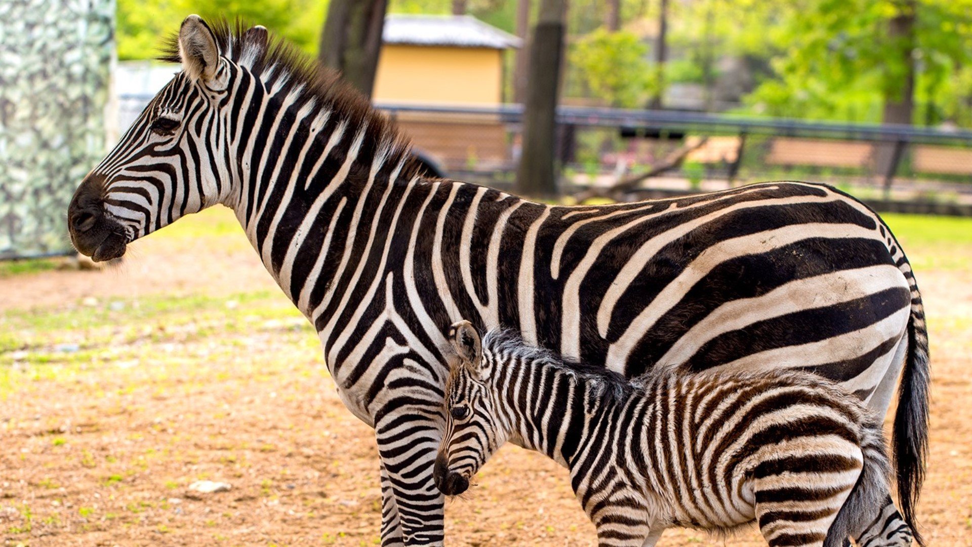 Baby zebra born at Como Zoo | kare11.com
